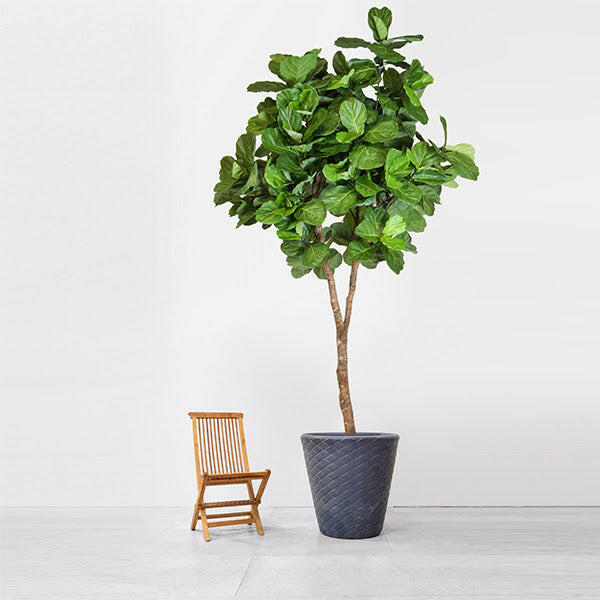 Luxury Artificial Silk Bespoke Fiddle Leaf FR Tree Deluxe in a Matuba ...